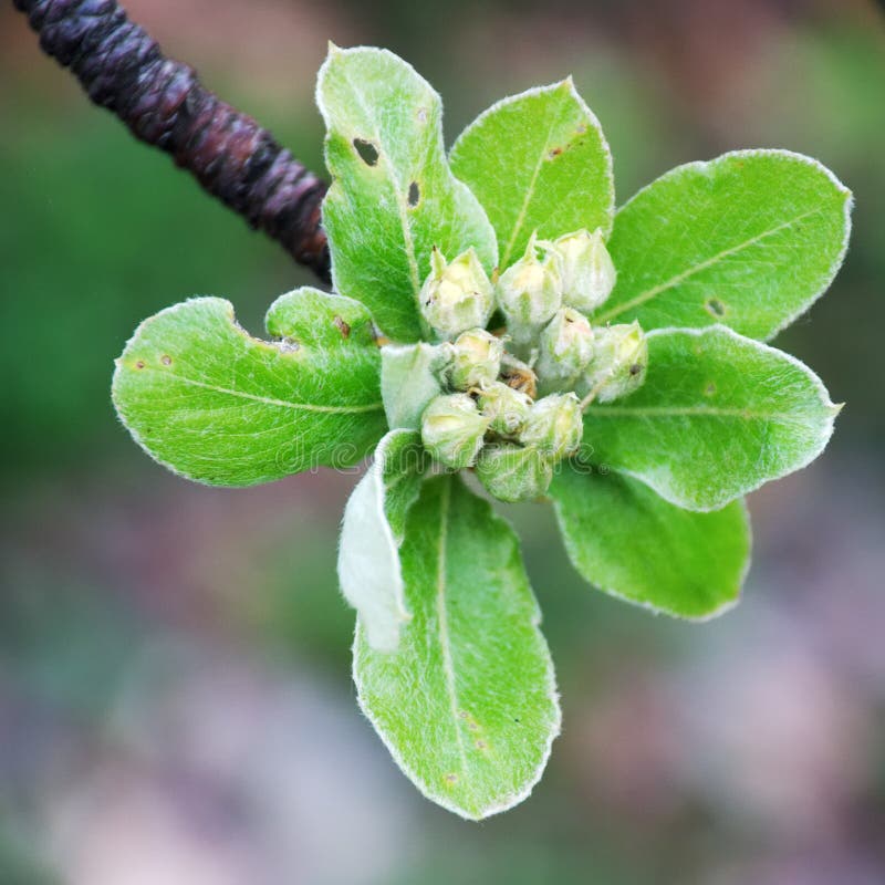 Buds of fruit trees stock photo. Image of fruit, nature - 66800716
