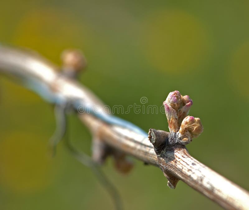 Spring Buds Sprouting on a Grape Vine Stock Photo - Image of growth ...