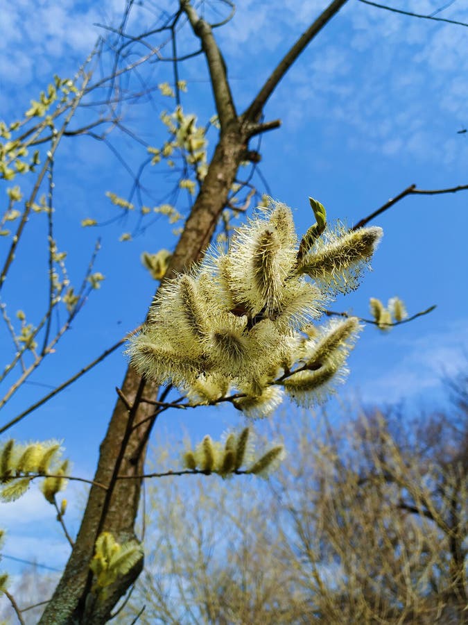 Buds of Gray Willow Blossomed Stock Photo - Image of nature, gray ...