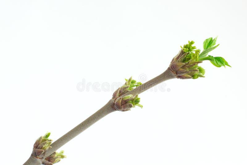 Buds and Green Spring Leafs on the Twig Rowan Tree. Stock Image - Image ...