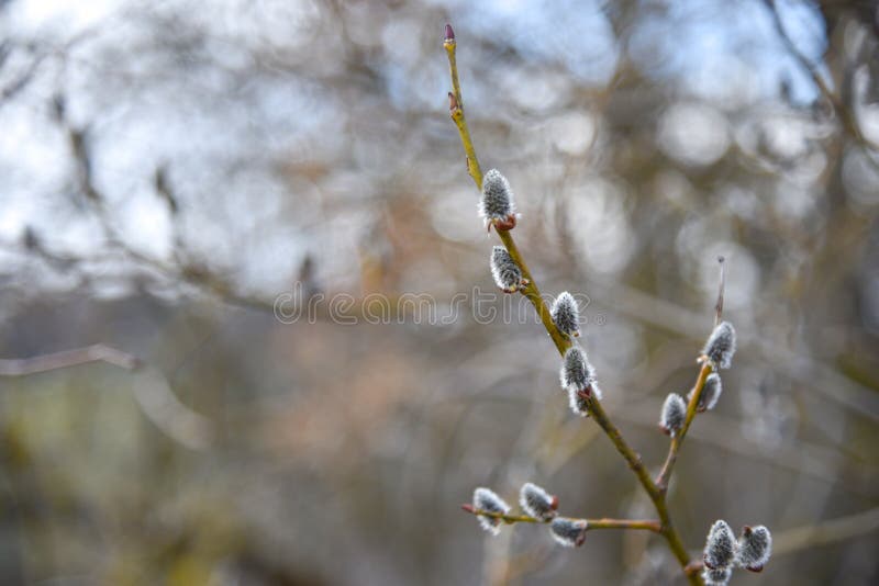 Buds Grow on a Tree in Spring Stock Photo - Image of nature, blue ...