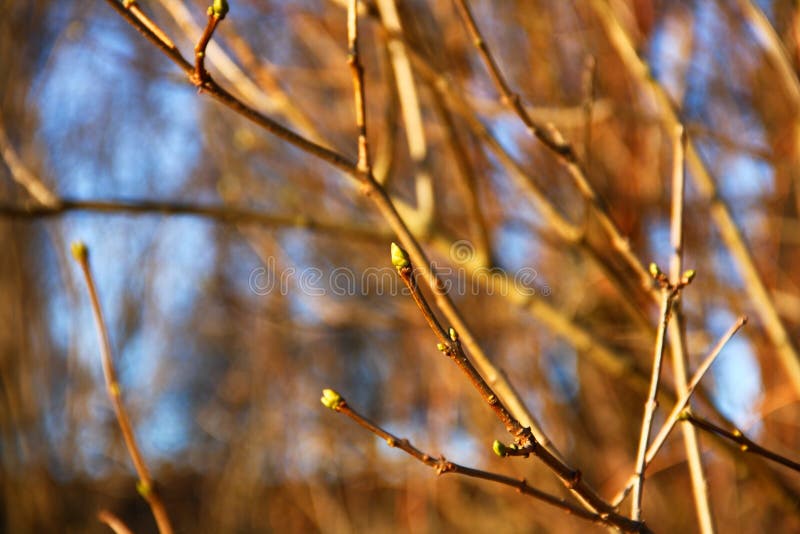 Buds growing in the spring stock image. Image of leaves - 82208487