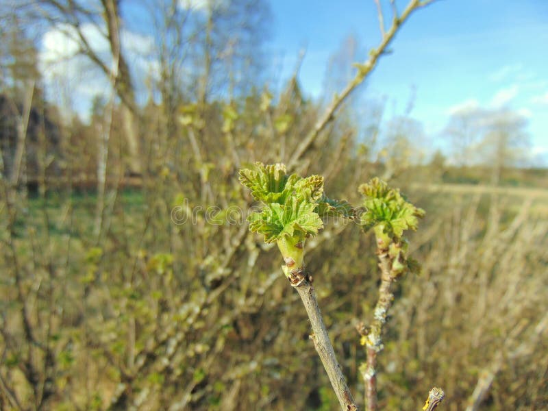 Buds Growing on Trees in Spring Stock Photo - Image of climate, outside ...