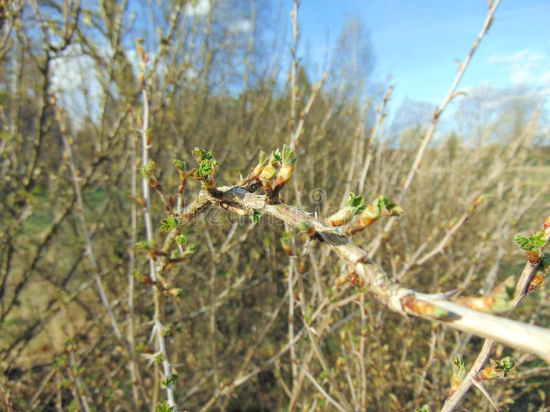 Buds Growing on Trees in Spring Stock Image - Image of weather, march ...