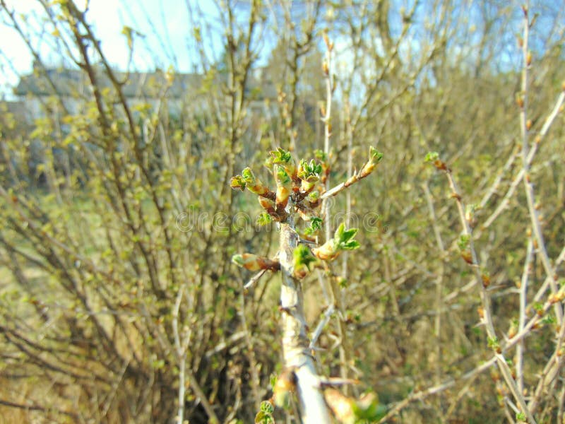 Buds Growing on Trees in Spring Stock Photo - Image of temperature ...