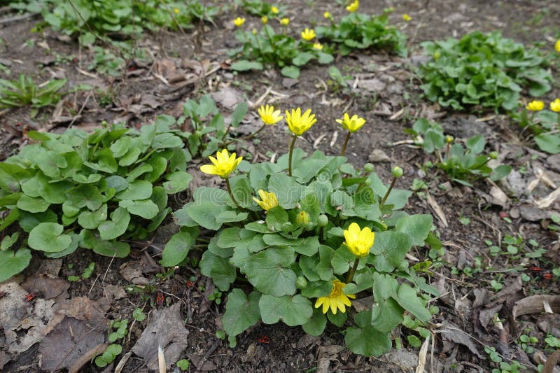 Buds and Half Open Yellow Flowers of Lesser Celandine Stock Photo ...
