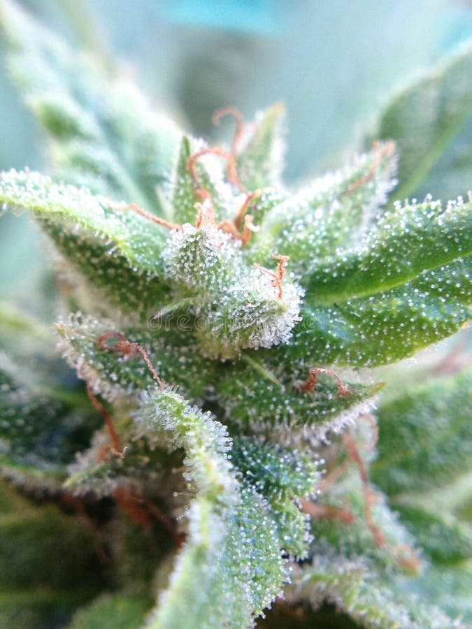 Buds stock image. Image of plants, hemp, buds, marijuana - 48354513