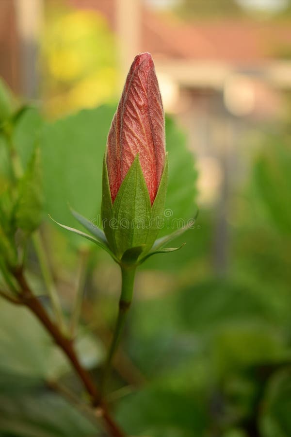 The Buds of the Hibiscus Flower. Stock Image - Image of hawaiian ...