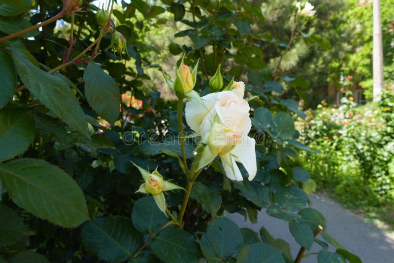 Buds and White Flower of Rose in June Stock Image - Image of bloom ...