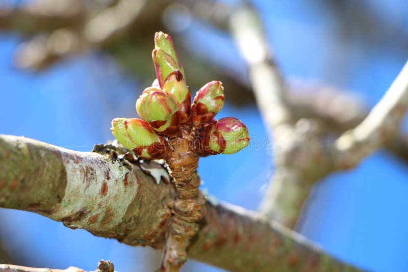 Buds of Japanese Cherry Tree Stock Image - Image of leaf, outdoor: 94885077