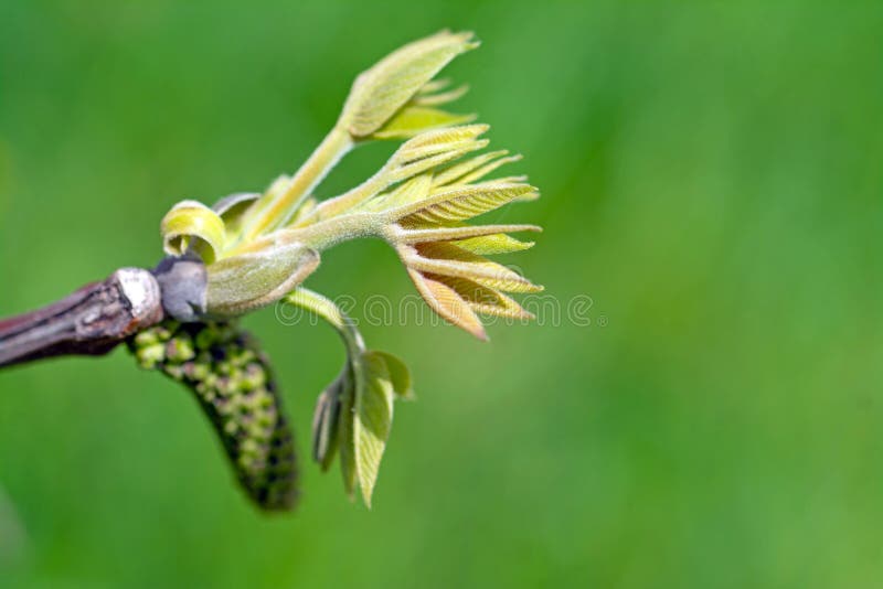 Buds and Leaf of Walnut Tree - Springtime in Garden Stock Image - Image ...