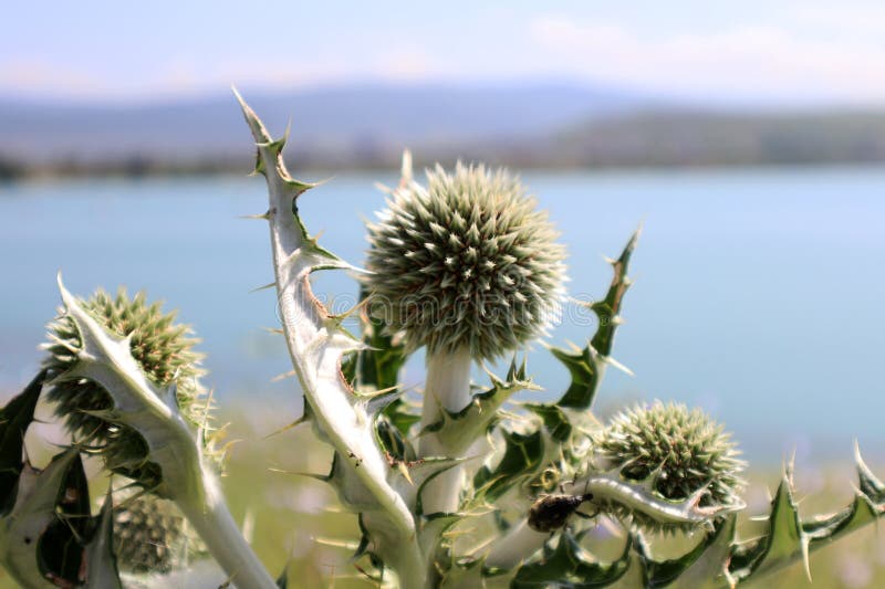 Buds and Leaves of Echinops Sphaerocephalus (Great Globe-thistle) Stock ...