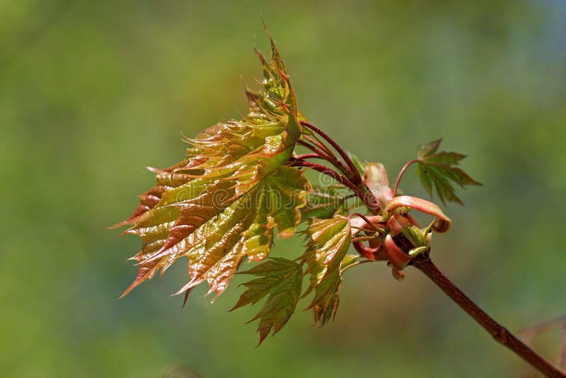 Close Up Buds and Maple Leaves Stock Photo - Image of chestnut, acer ...