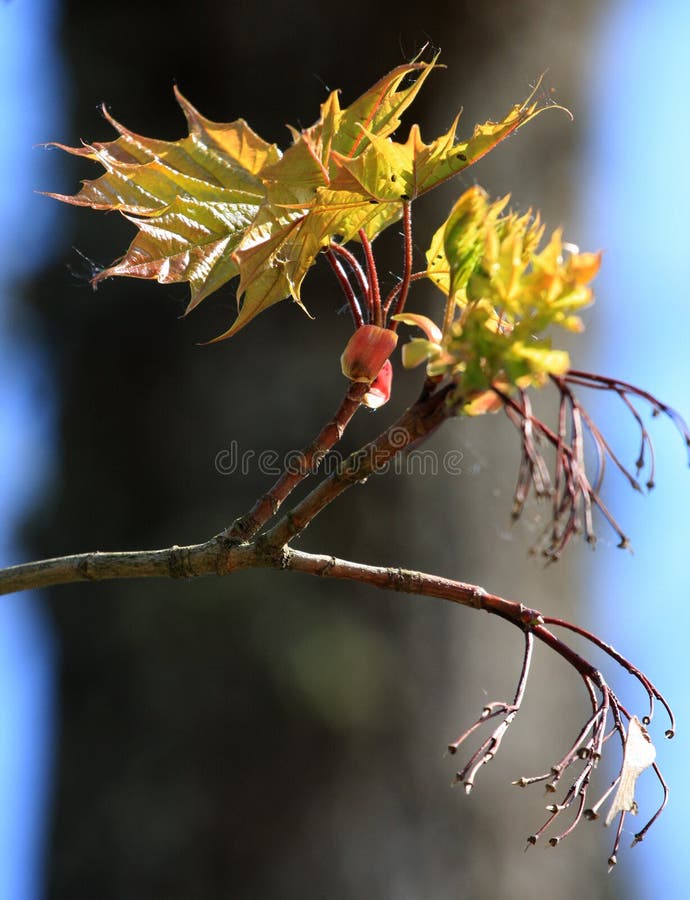 Buds leaves maple stock photo. Image of twig, tree, backdrop - 140427606