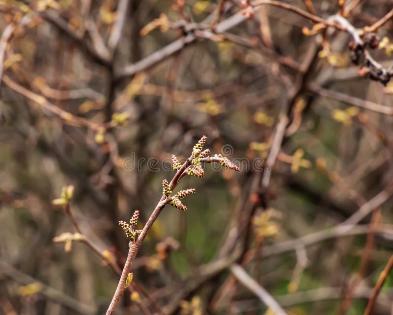 Buds and Leaves of Sumac Rhus Trilobata in Spring Stock Photo - Image ...