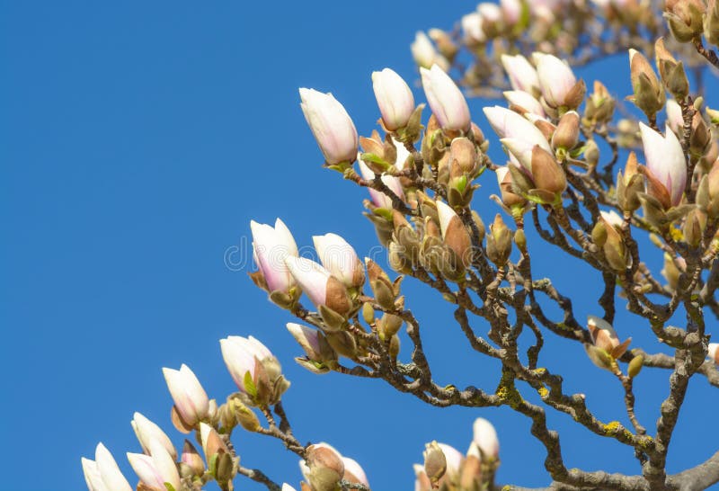 Buds of Light Magnolia on Branches Against a Blue Sky with Copy Space ...