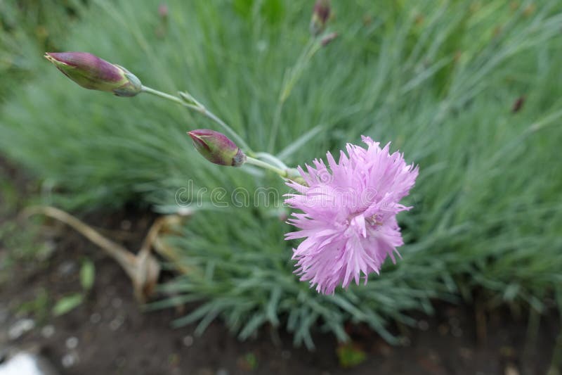 Buds and Pink Double Flower of Dianthus in June Stock Photo - Image of ...