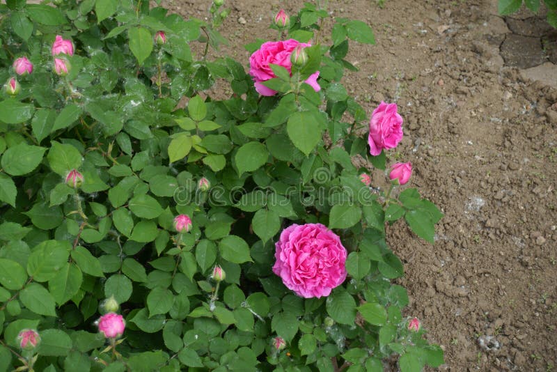 Buds and Magenta-colored Flowers of Roses in May Stock Image - Image of ...