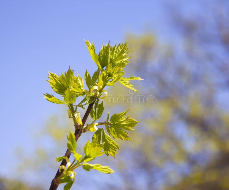 Close Up of Maple Tree Buds Stock Photo - Image of foliage, bloom ... Close Up of Maple Tree Buds Stock Photo - Image of foliage, bloom ...