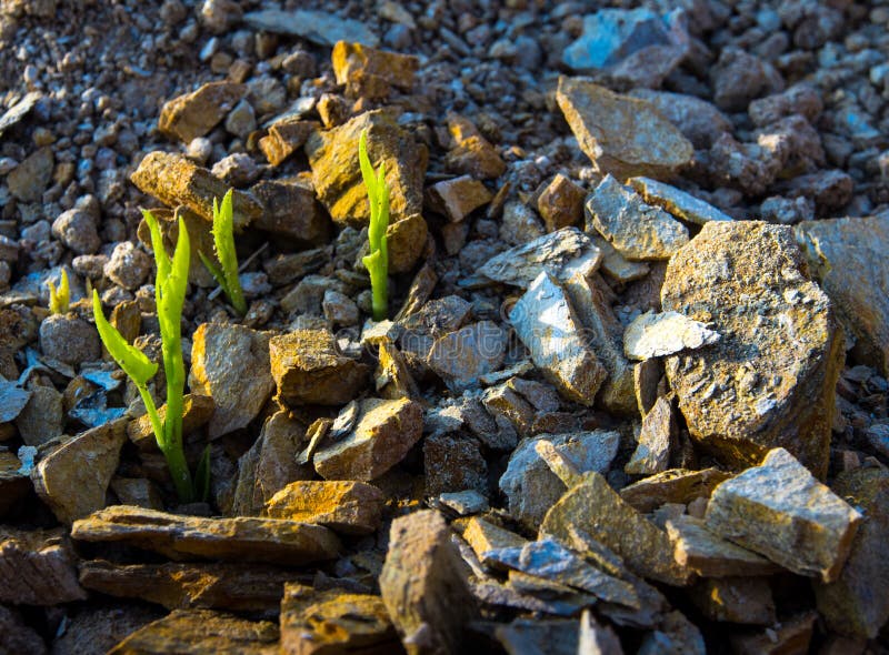 Buds of Morning Glory Sprout Up Rocky Mound Stock Image - Image of ...