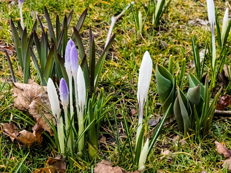 Buds of Multicolored Crocus Flowers with Drops of Dew. Fresh Spring ...