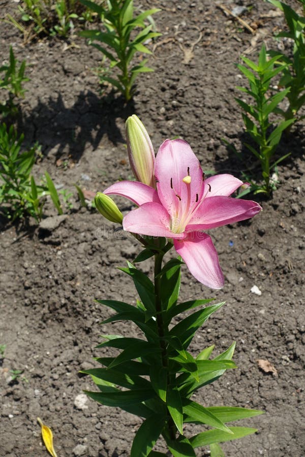 Buds and Pink Flower of Lily in June Stock Image - Image of cultivar ...