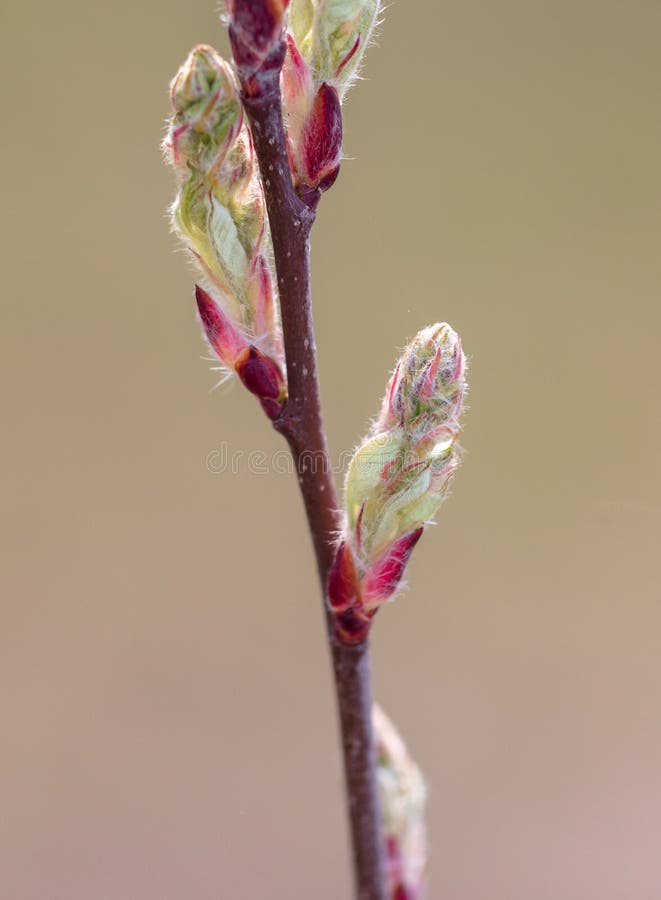 Buds Open on a Tree Branch in Spring Stock Photo - Image of nature ...