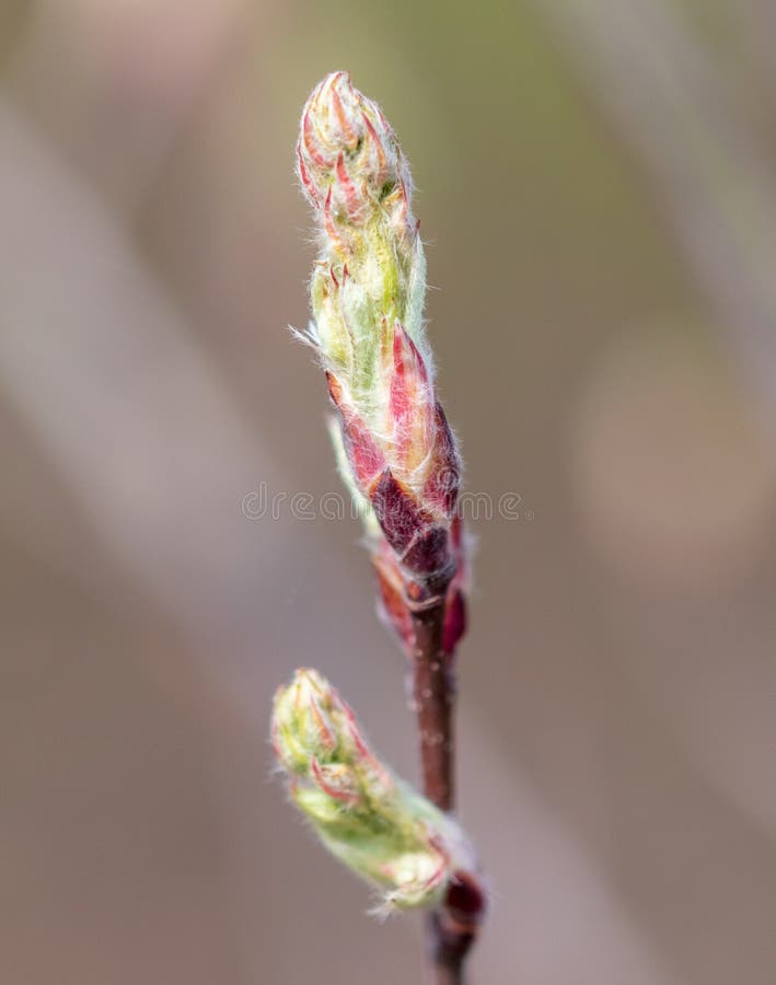 Buds Open on a Tree Branch in Spring Stock Image - Image of beautiful ...
