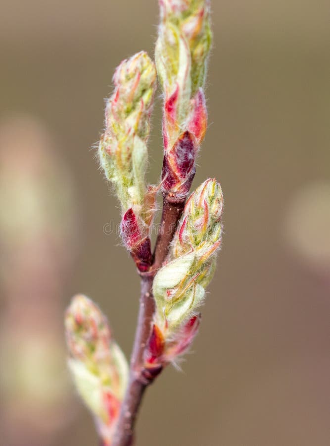 Buds Open on a Tree Branch in Spring Stock Image - Image of season ...