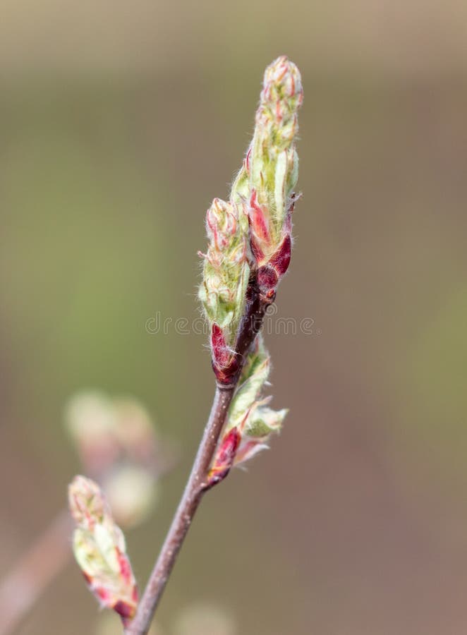 Buds Open on a Tree Branch in Spring Stock Photo - Image of natural ...
