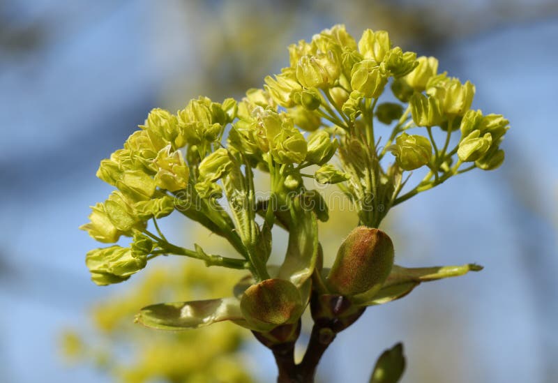 Stages of Opening Leaf Buds on Sycamore Tree Acer Pseudoplatanus Stock ...