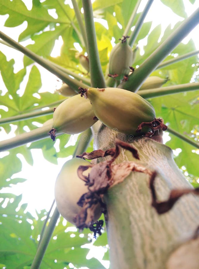 Buds of Papaya Tree stock image. Image of flower, buds - 219523891
