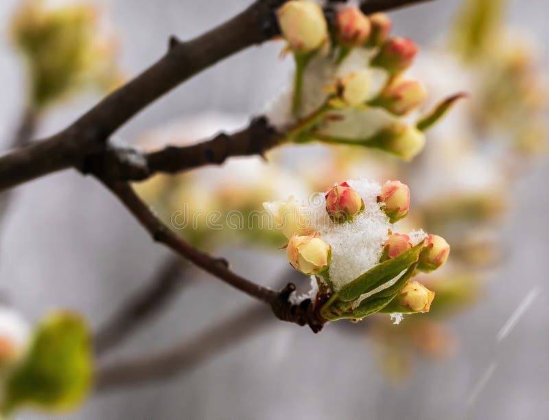 Buds of Pear Tree with Snow Stock Image - Image of buds, blossom: 180434269