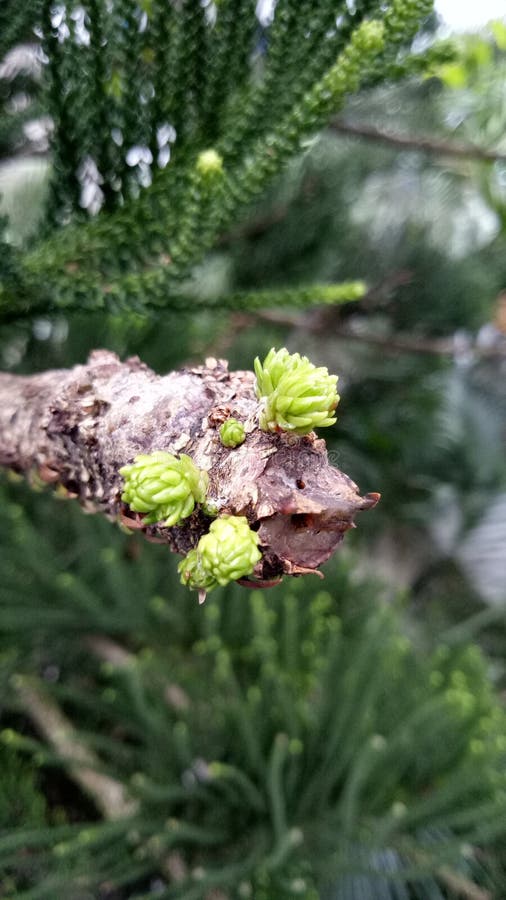 Buds of Pine tree stock photo. Image of life, hope, tree - 146535116