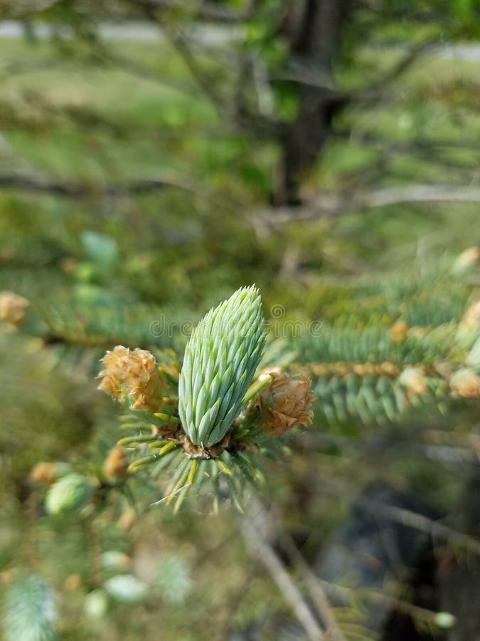 Buds on a pine tree stock photo. Image of tree, coming - 118188132