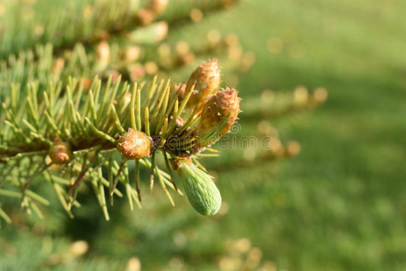 Buds of a Pine Tree in Spring Early Summer New Growth Green Stock Photo ...