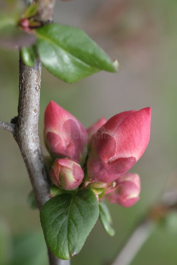 Buds of Pink Apple Blossom on Branches Stock Image - Image of frame ...