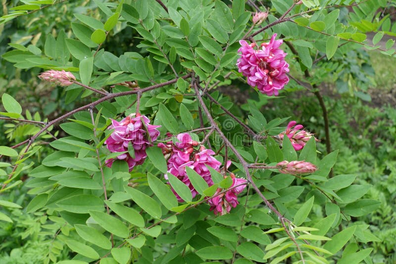 Buds and Pink Flowers of Robinia Viscosa Stock Photo - Image of locust ...