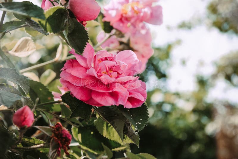 Buds of Pink Roses in the Sun Stock Image - Image of forest, color ...