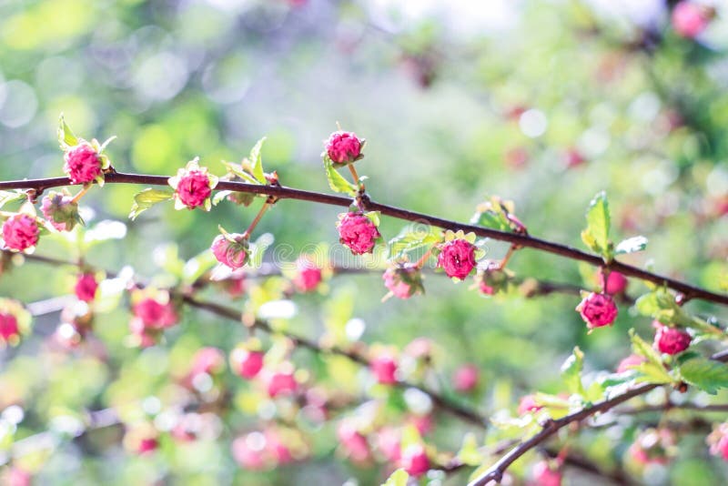 Buds of pink small flowers stock photo. Image of dandelions - 91301436