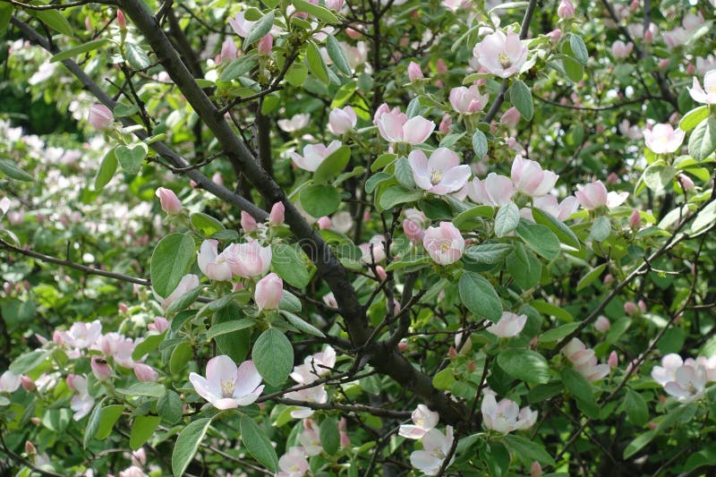Buds and Pinkish White Flowers of Quince Tree in May Stock Image ...