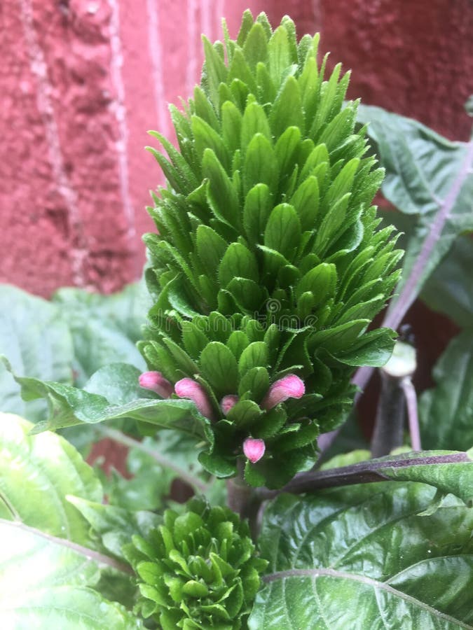 Buds On Plants: Identifying Flower Buds And Leaf Stock Photo - Image of ...