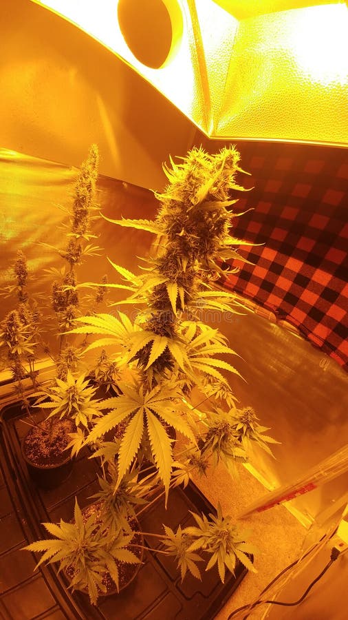 Buds stock image. Image of buds, cannabis, weed, marijuana - 120947557