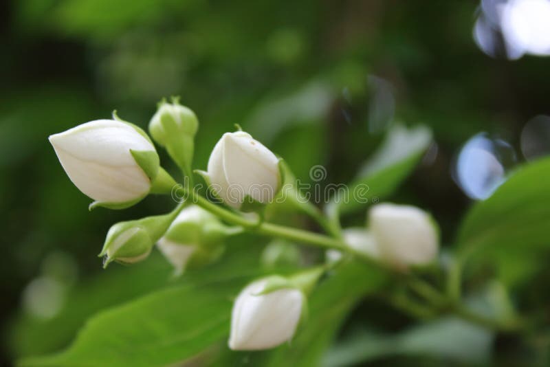 Buds stock photo. Image of pretty, spring, flower, white - 42957208