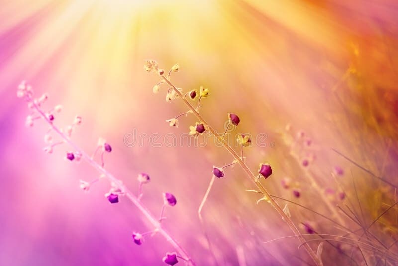 Buds of Purple Chrysanthemum Stock Photo - Image of chrysanthemums ...