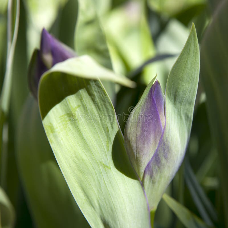 The Buds of Purple Iris in Spring Grass. Stock Photo - Image of green ...