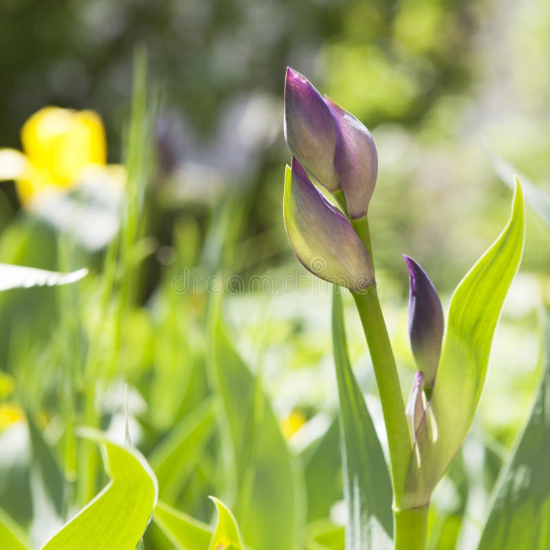 The Buds of Purple Iris in Spring Grass. Stock Image - Image of bloom ...