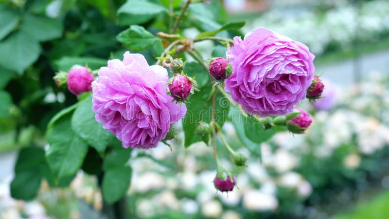 The buds of purple roses stock photo. Image of romance - 81116524