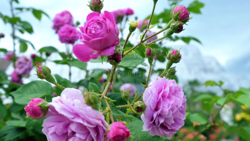 The Buds of Purple Roses. the Movement of the Camera Along the Bush ...
