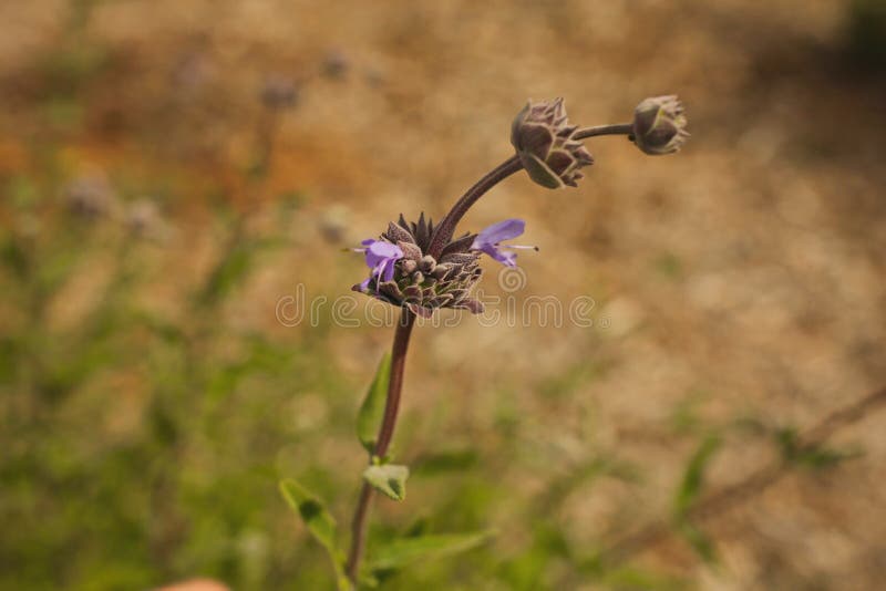 Buds purple wildflower stock photo. Image of california - 87708702